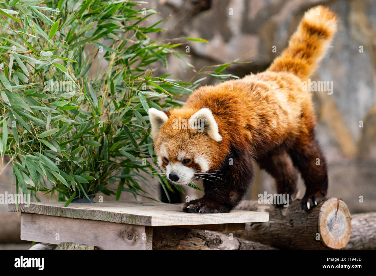 Japan iucn red list hi-res stock photography and images - Alamy