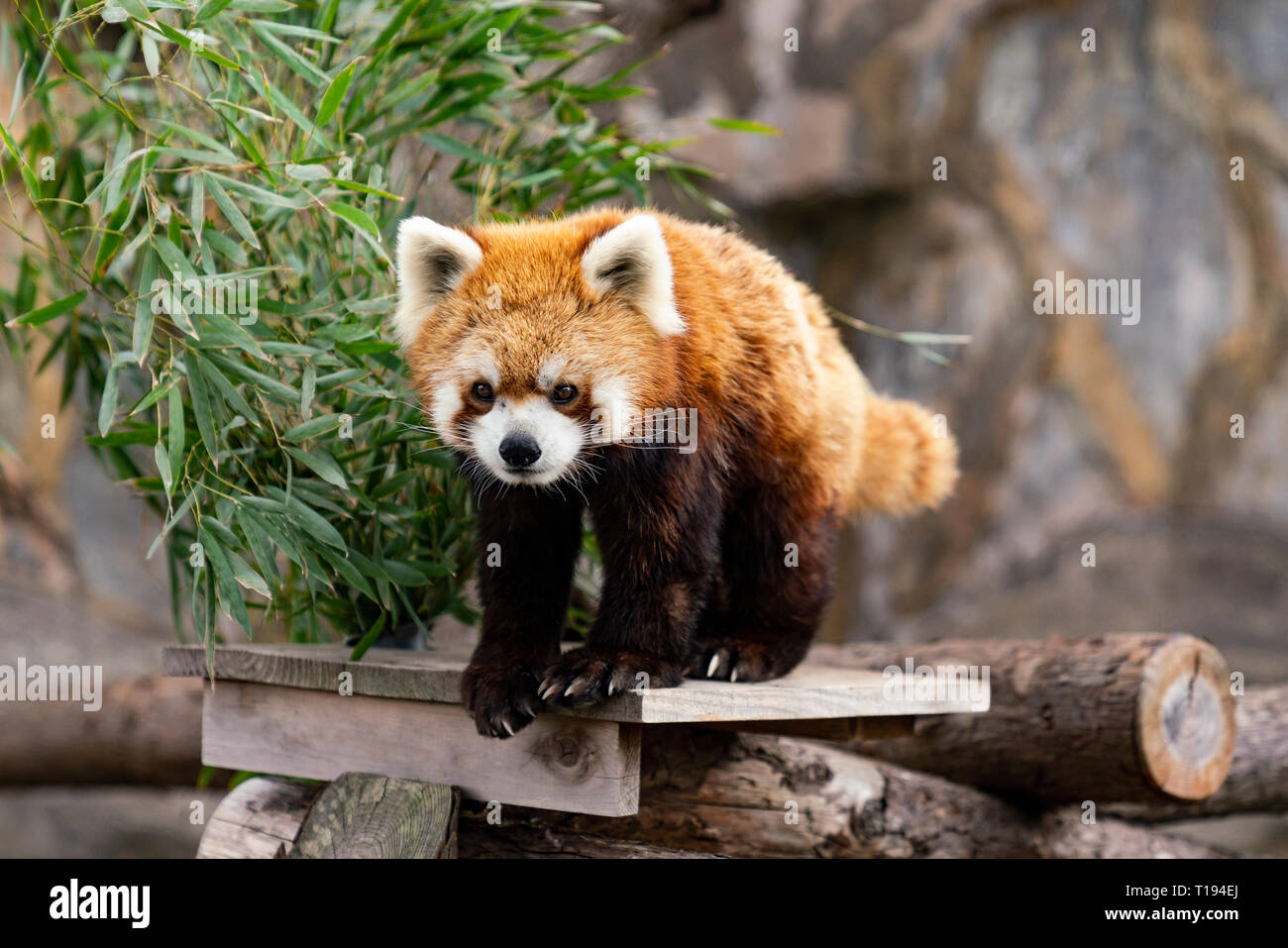 Red panda, Nogeyama Zoological Gardens, Nishi-Ku, Yokohama City ...
