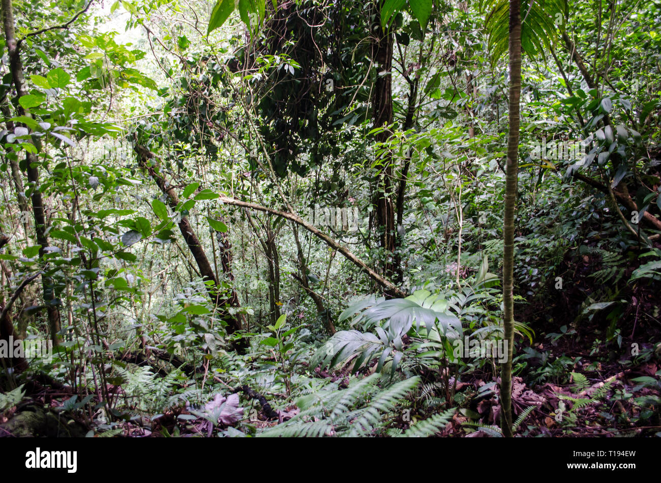 Rainforests and volcanoes in costa rica hi-res stock photography and ...