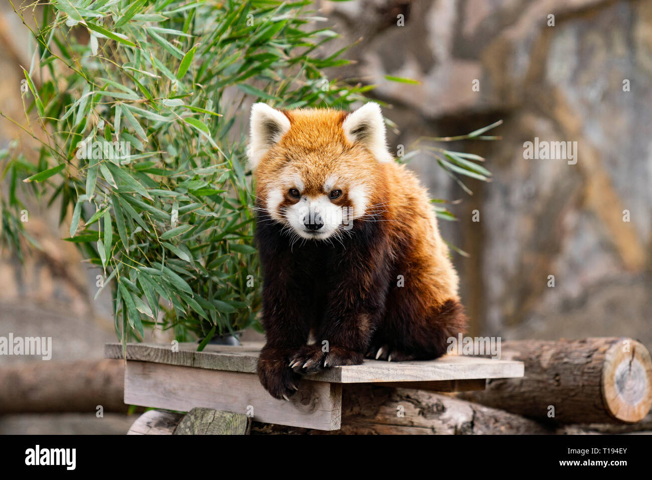 Nogeyama hi-res stock photography and images - Alamy
