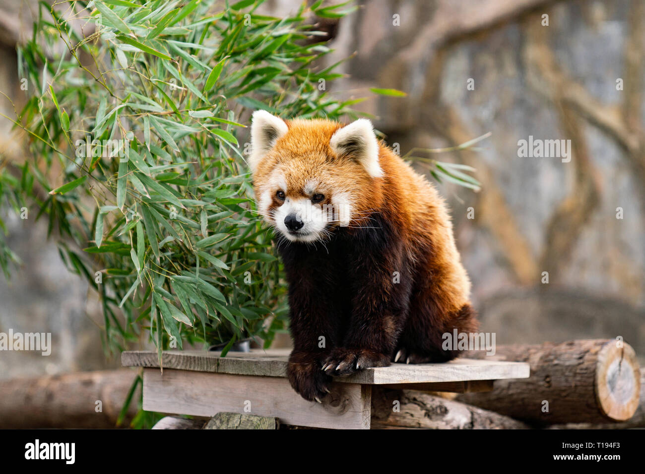 Red panda, Nogeyama Zoological Gardens, Nishi-Ku, Yokohama City ...