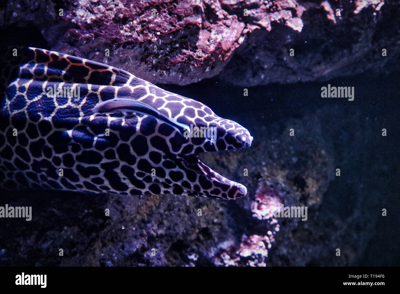 This unique image shows a beautiful moray eel in the aquarium right in ...