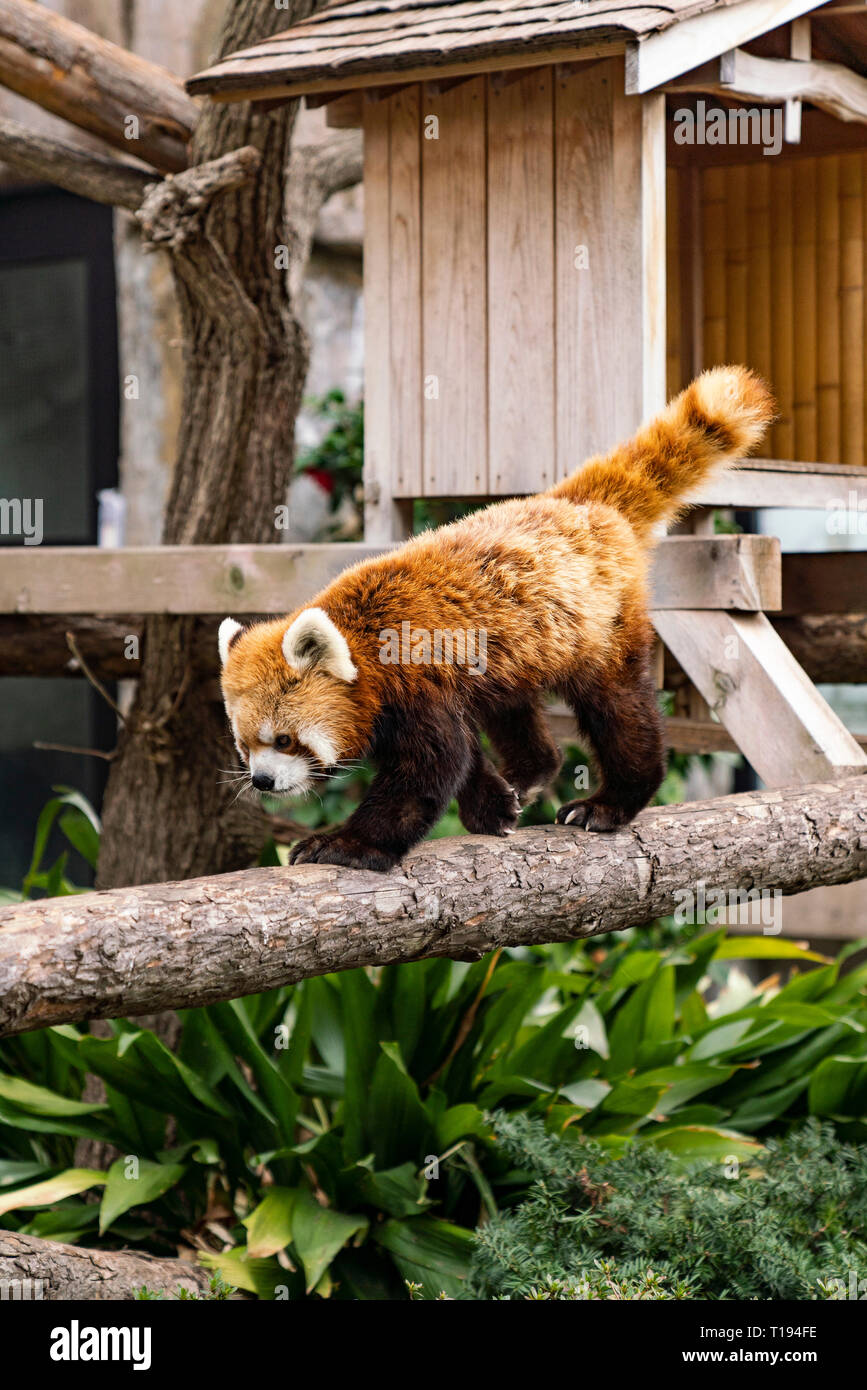 Nogeyama hi-res stock photography and images - Alamy