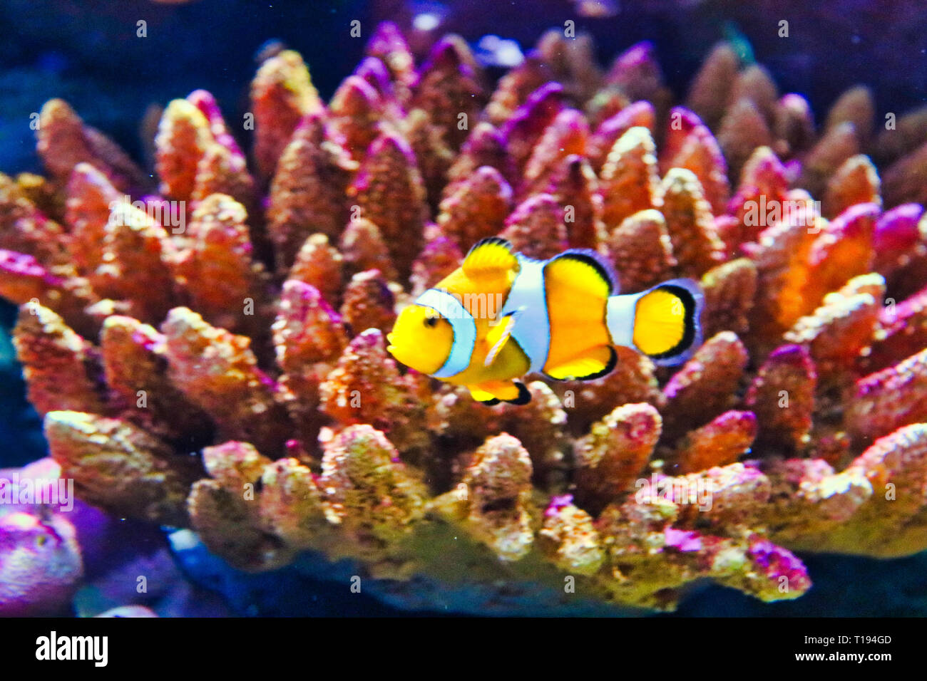 This unique image shows a beautiful clownfish also called nemo. The ...