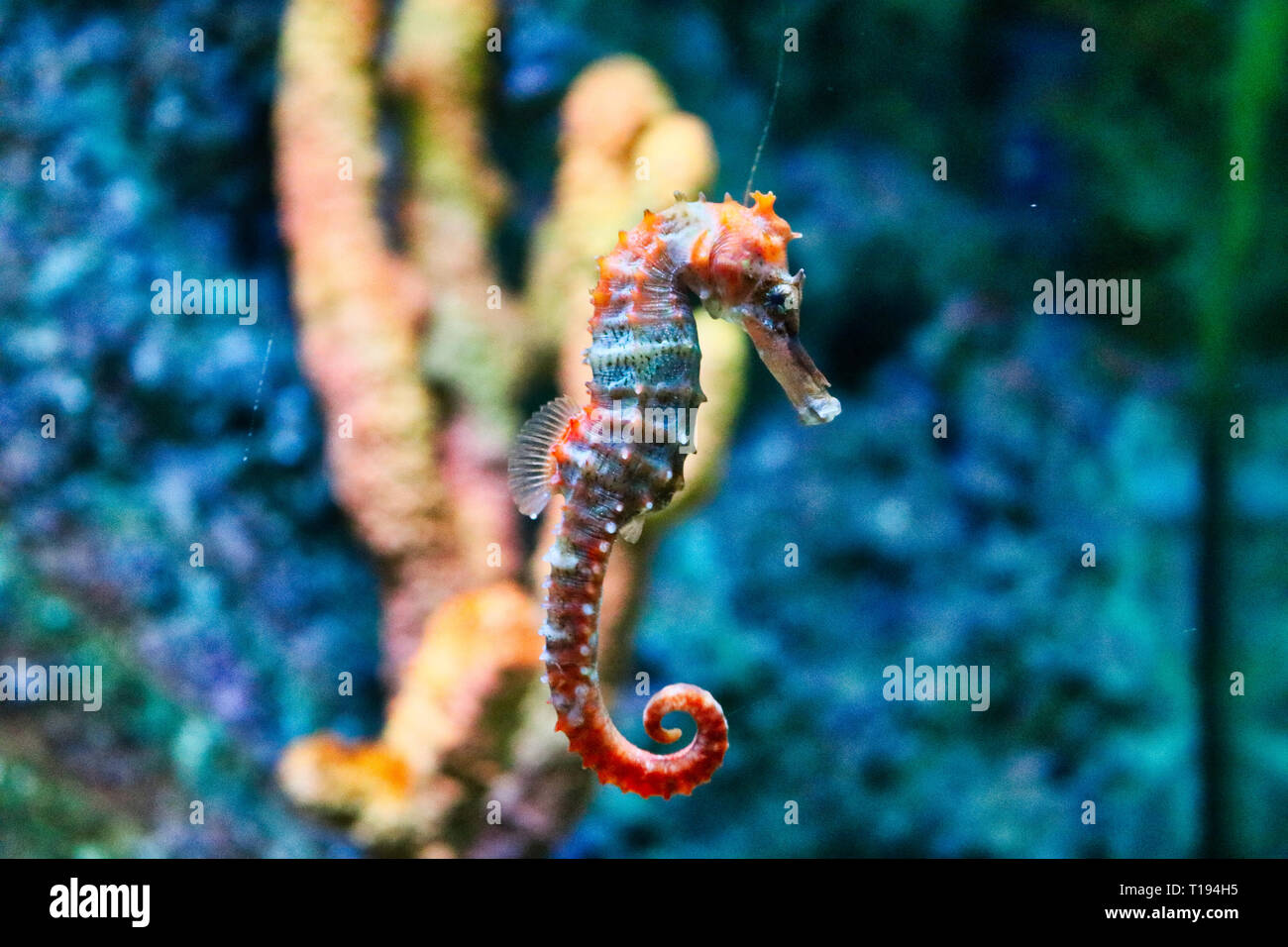 This unique image of a very rare seahorse swimming in a sea life ...
