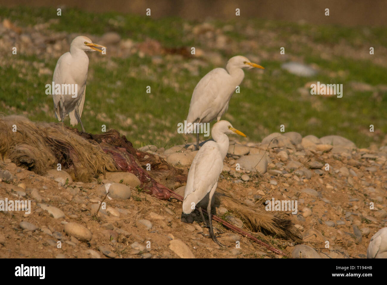 Cattle Egret / Bubulcus ibis Stock Photo - Alamy