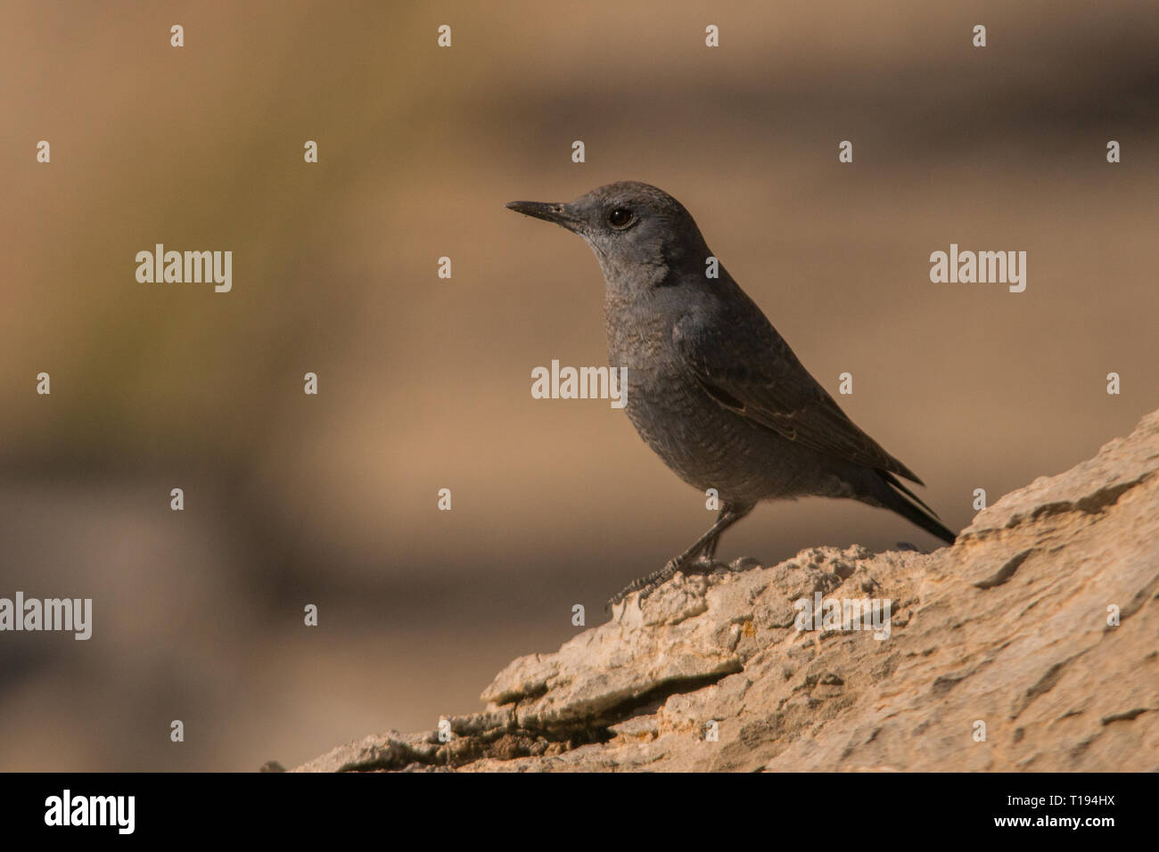 Rock Thrushes Stock Photos & Rock Thrushes Stock Images - Alamy