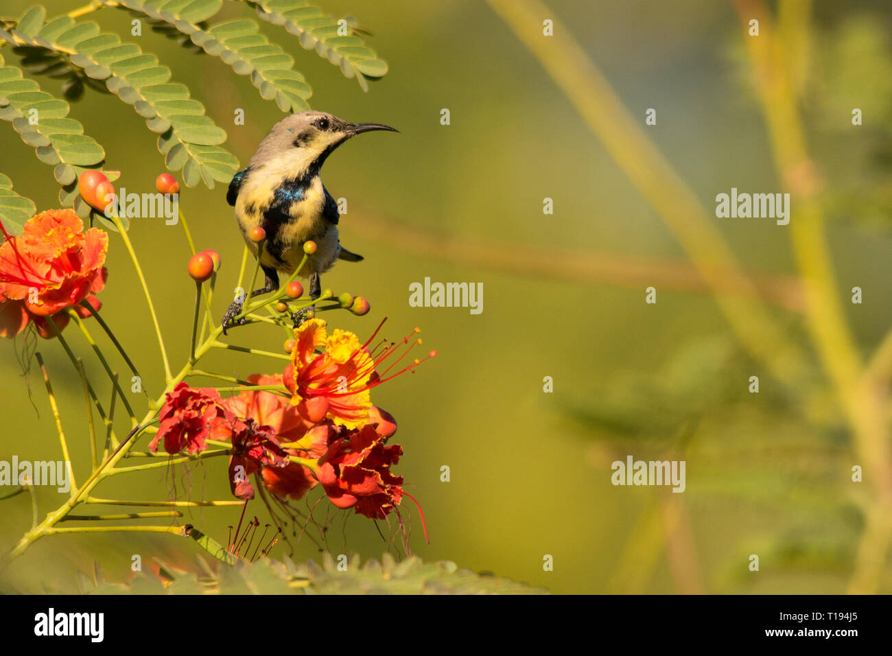 Sunbird with flower hi-res stock photography and images - Alamy