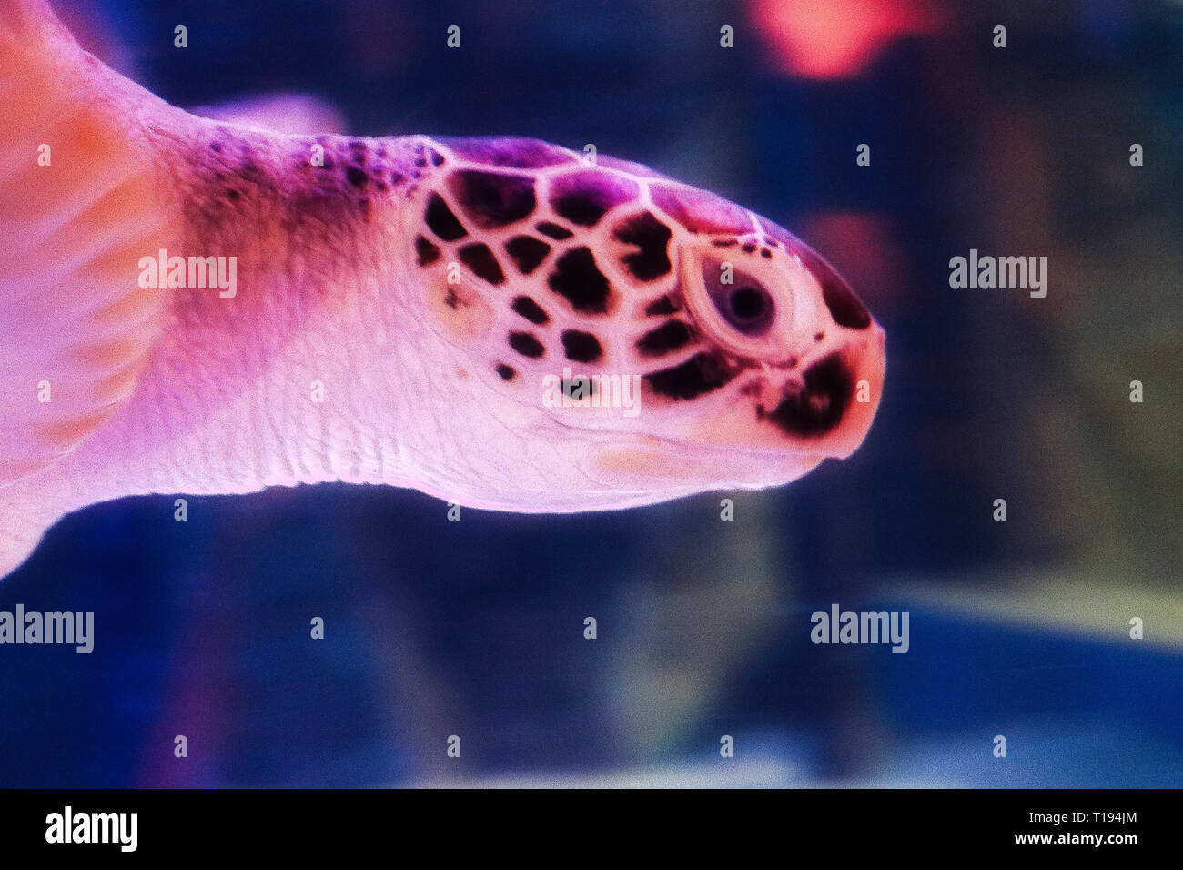 Turtle eye green sea turtle hi-res stock photography and images - Alamy