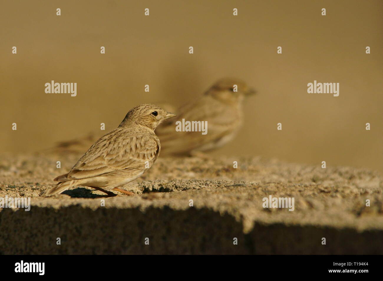 Lesser Short-toed Lark / Calandrella rufescens Stock Photo - Alamy