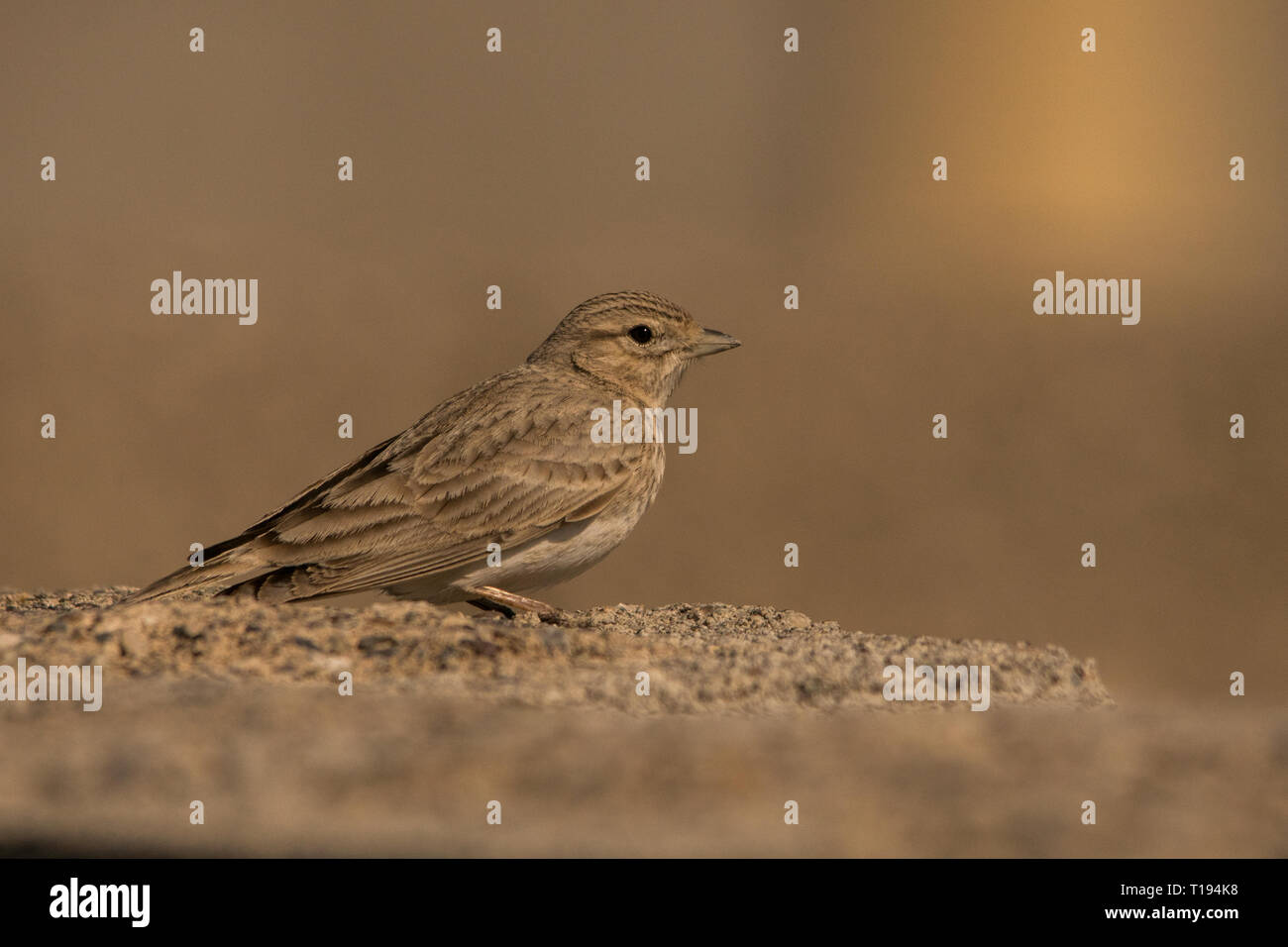 Lesser Short-toed Lark / Calandrella rufescens Stock Photo - Alamy