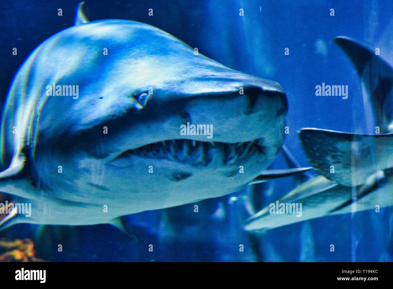 Unique shark species hi-res stock photography and images - Alamy