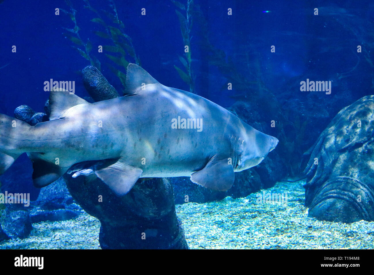 this unique picture shows a big shark! This wonderful animal photo was ...