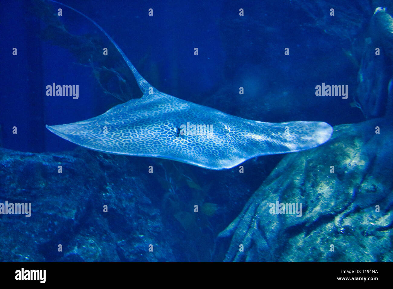Electric ray fish hi-res stock photography and images - Alamy