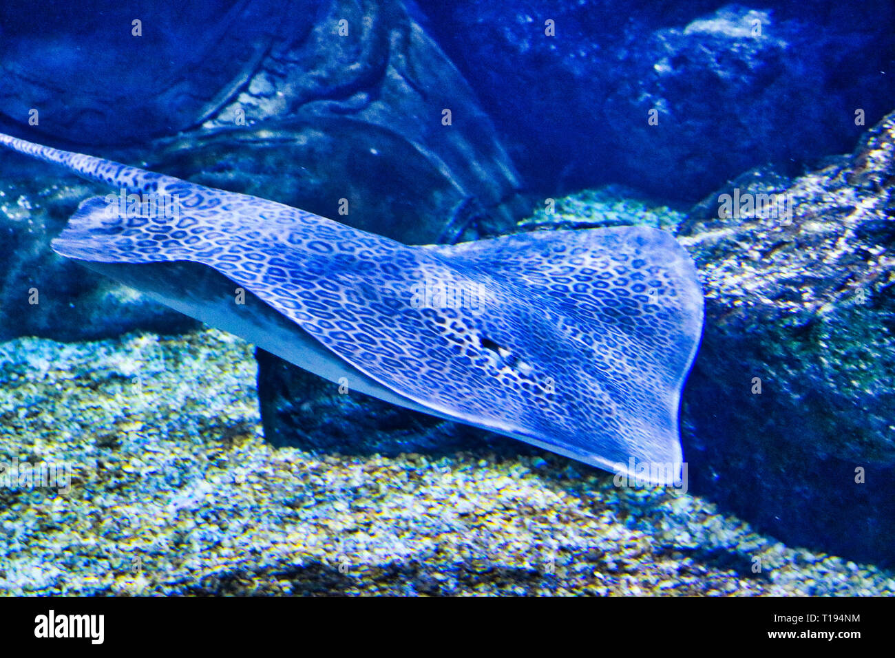 Rays Fish High Resolution Stock Photography and Images - Alamy