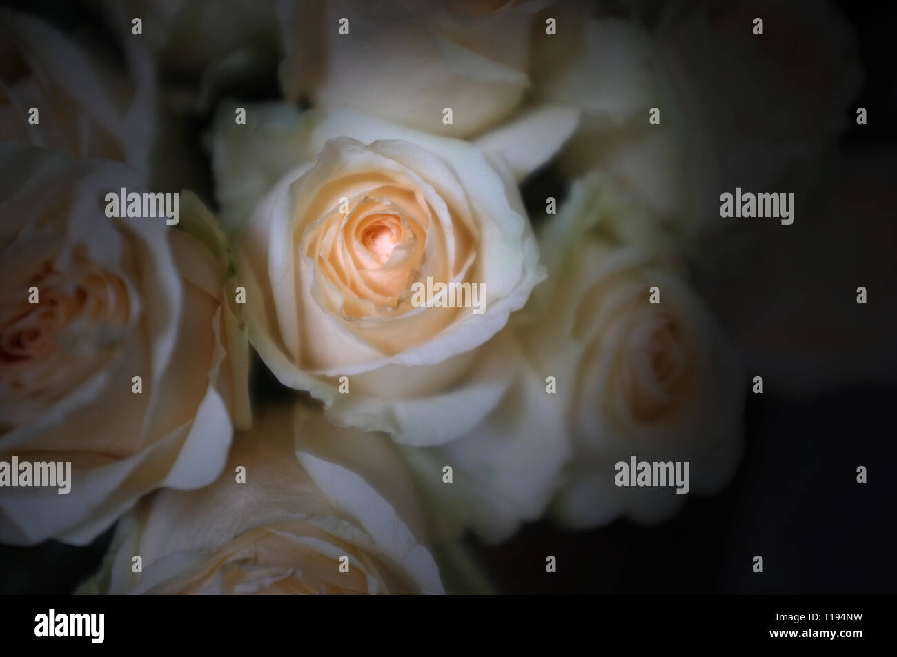 Bright pink roses background Stock Photo - Alamy