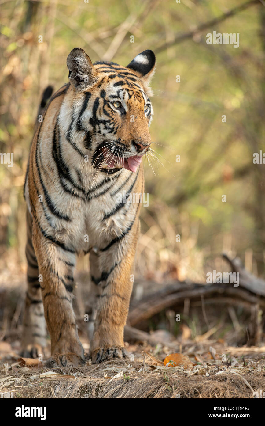 Young Female Tiger at Bandhavgarh national Park Madhya Pradesh India ...