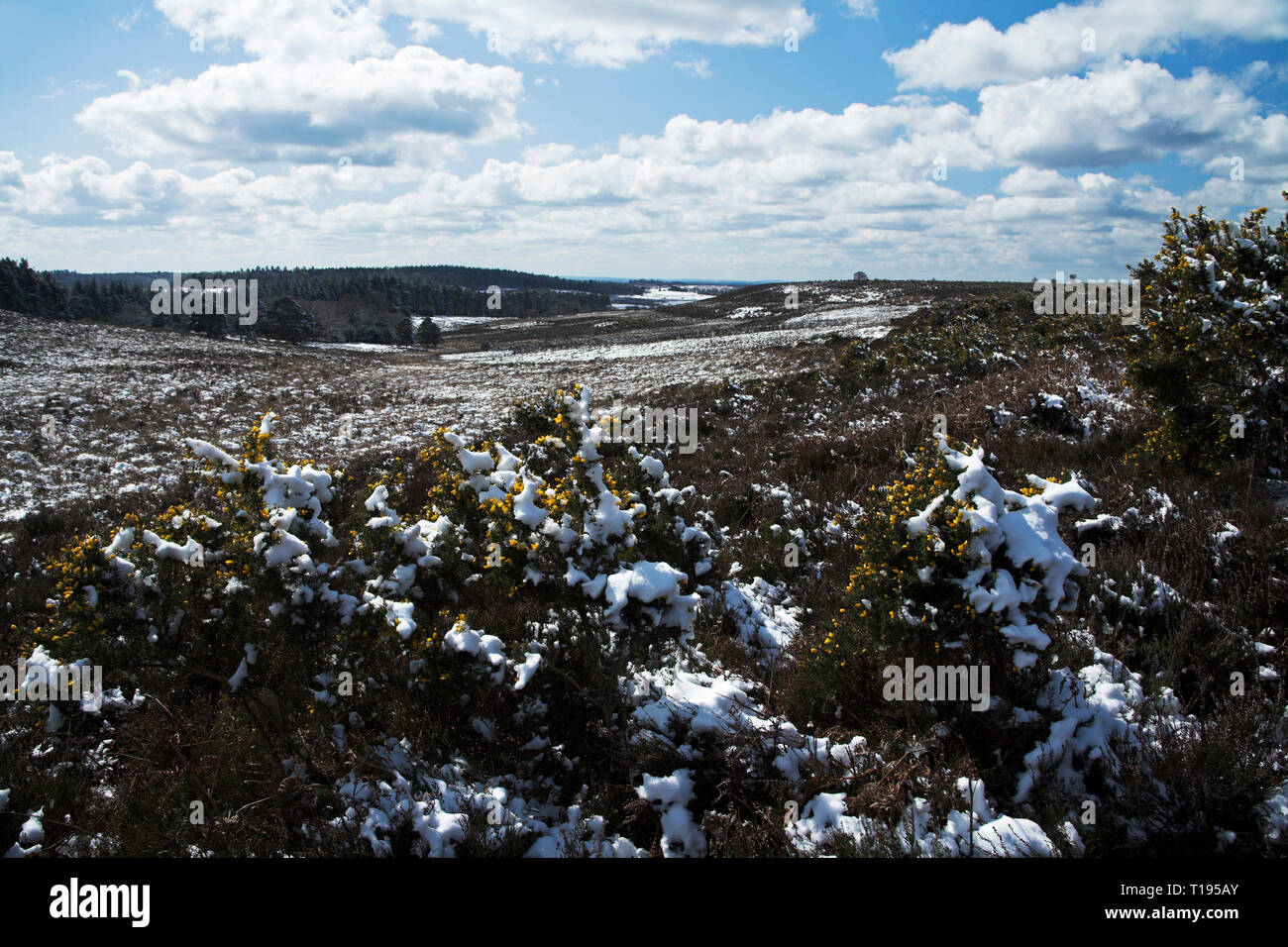 Snow on heathland Alderhill Bottom from Hampton Ridge New Forest ...