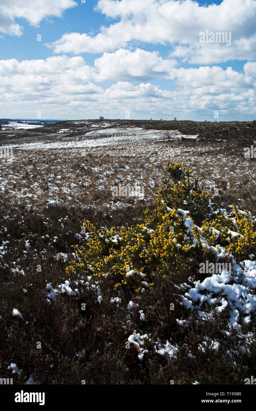 Snow on heathland Alderhill Bottom from Hampton Ridge New Forest ...