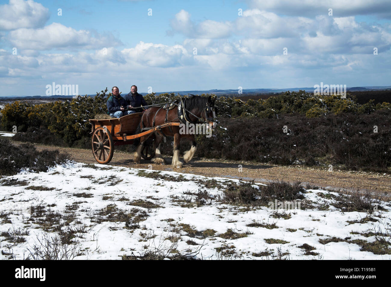 Horse and cart on snow covered heathland Hampton Ridge New Forest ...