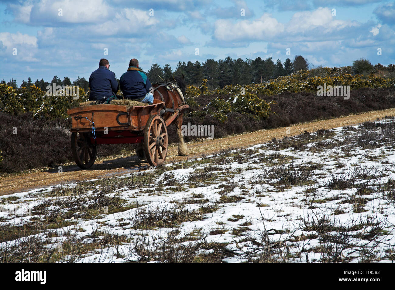 Horse and cart on snow covered heathland Hampton Ridge New Forest ...