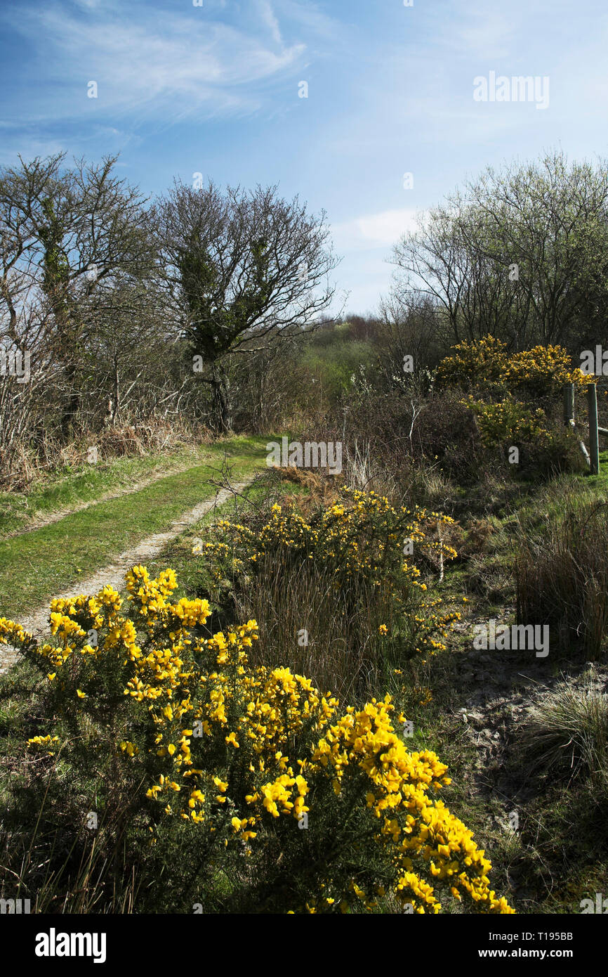 Gorse blooming beside the entrance track of Kilwood Nature Reserve ...