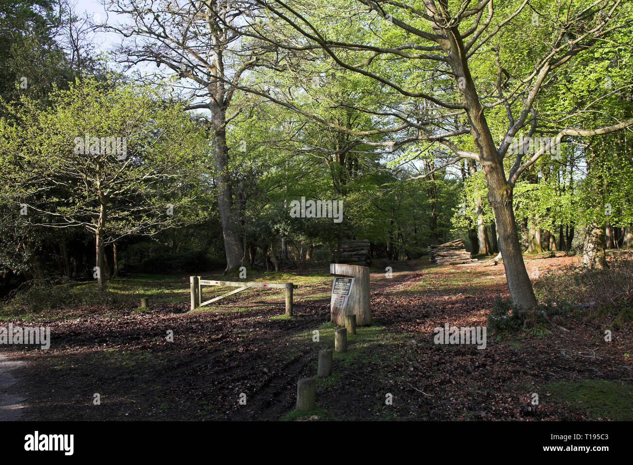 Sir Dudley's Ride near Burley Old House New Forest National Park ...
