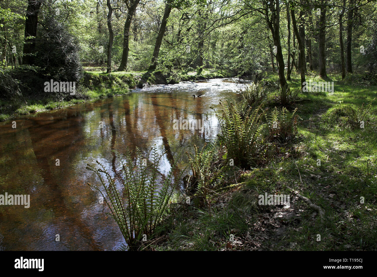 Black Water stream Rhinefield Ornamental Drive New Forest National Park ...
