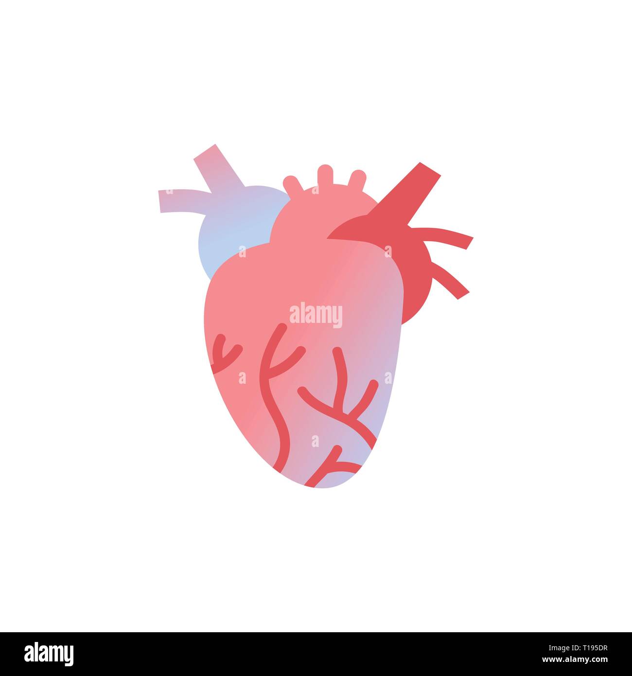 anatomical heart icon human body organ anatomy healthcare medical ...