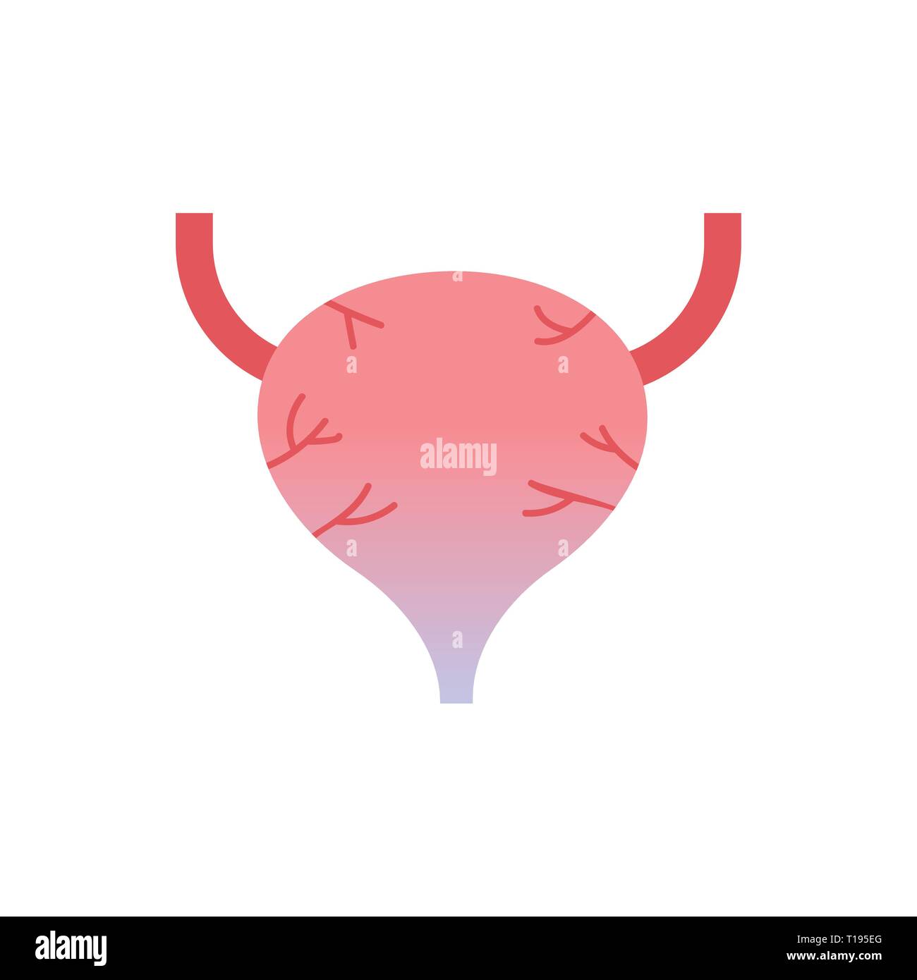 urinary bladder human organ anatomy healthcare medical concept white ...