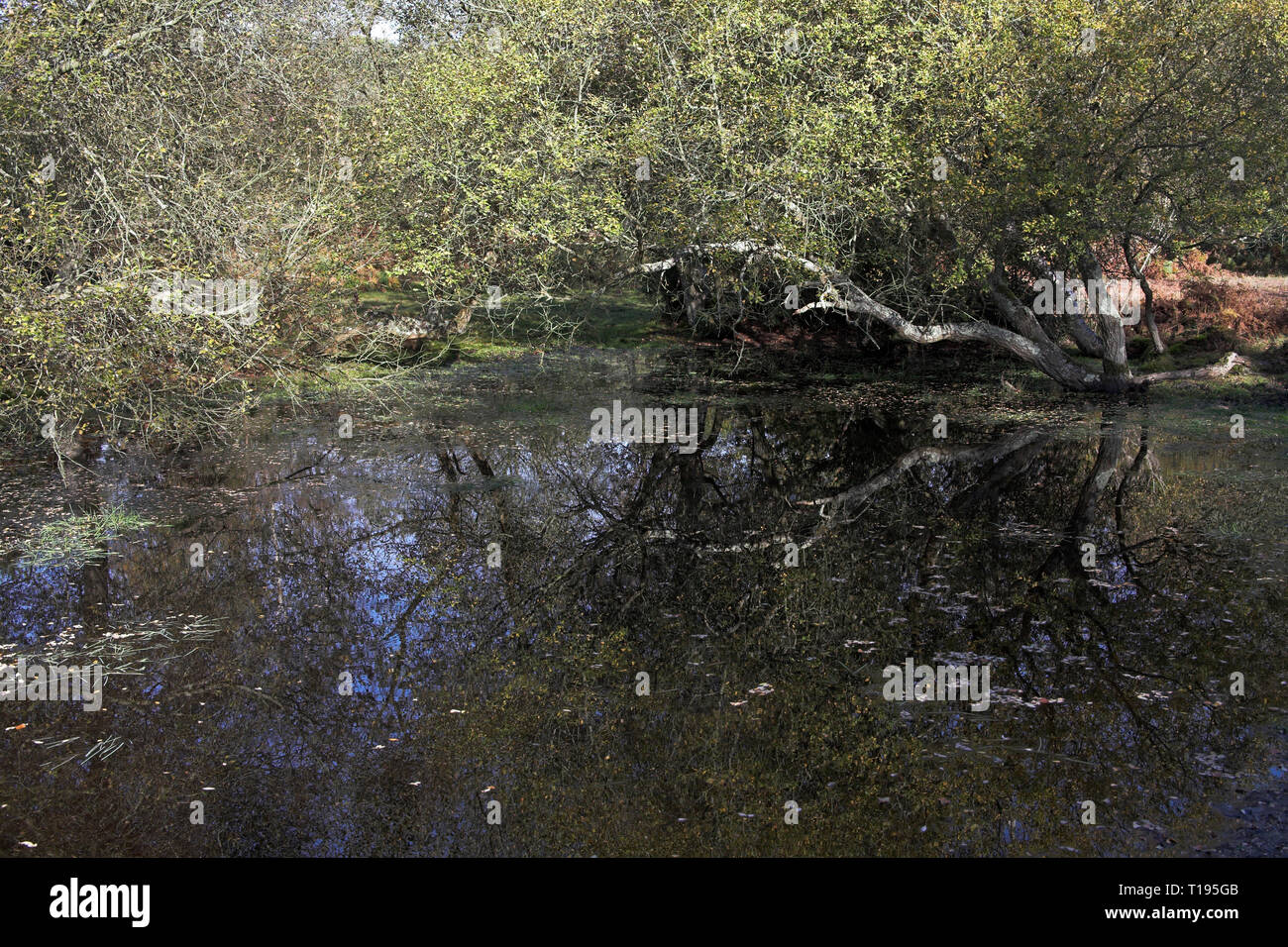 Burley new forest national park hi-res stock photography and images - Alamy