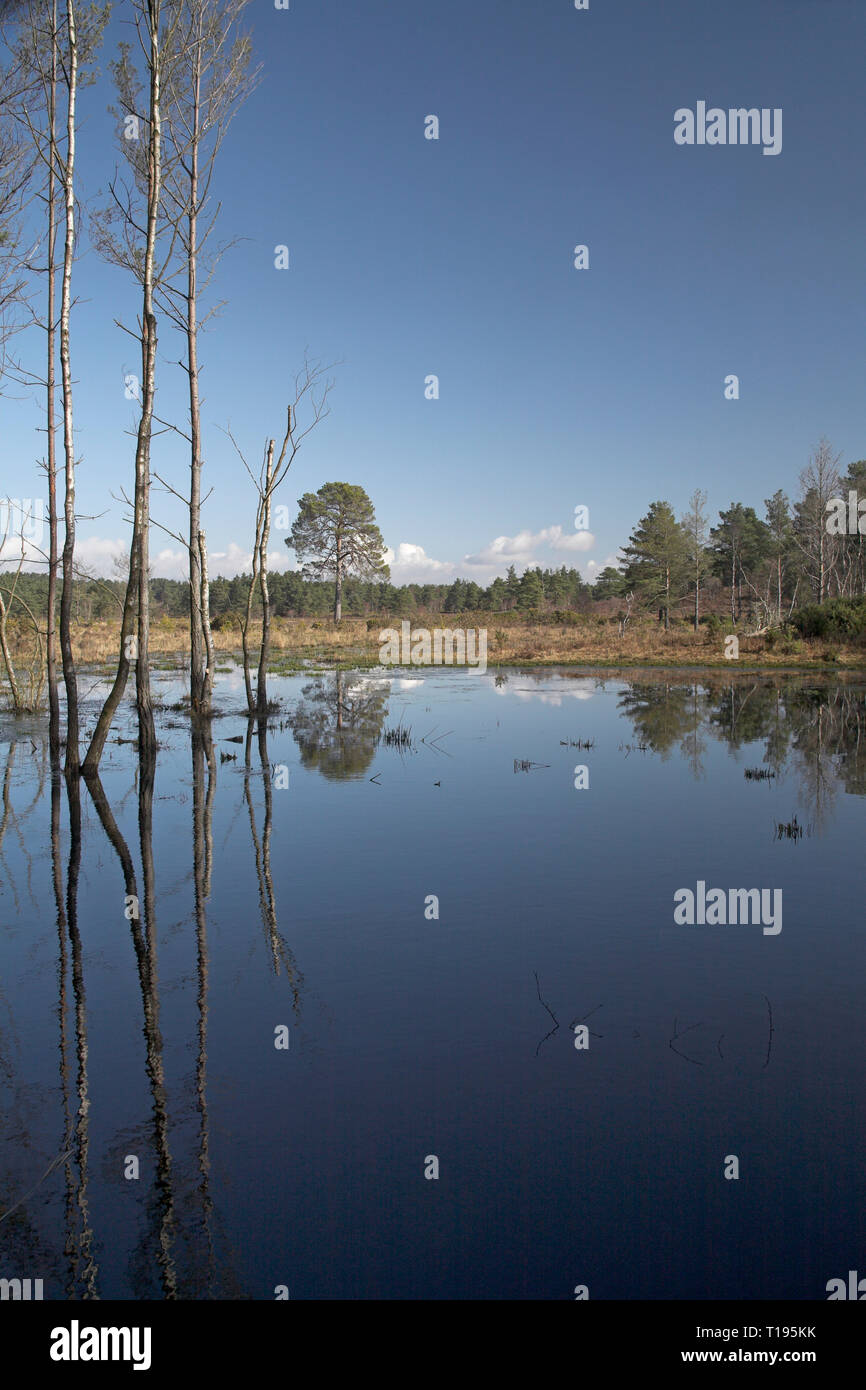 Lake in lowland heath North Park Avon Heath Country Park Dorset County ...