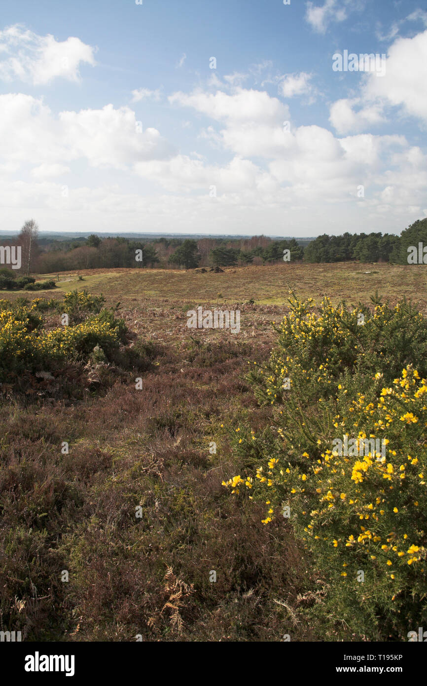 Lowland heath South Park Avon Heath Country Park Dorset County Council ...
