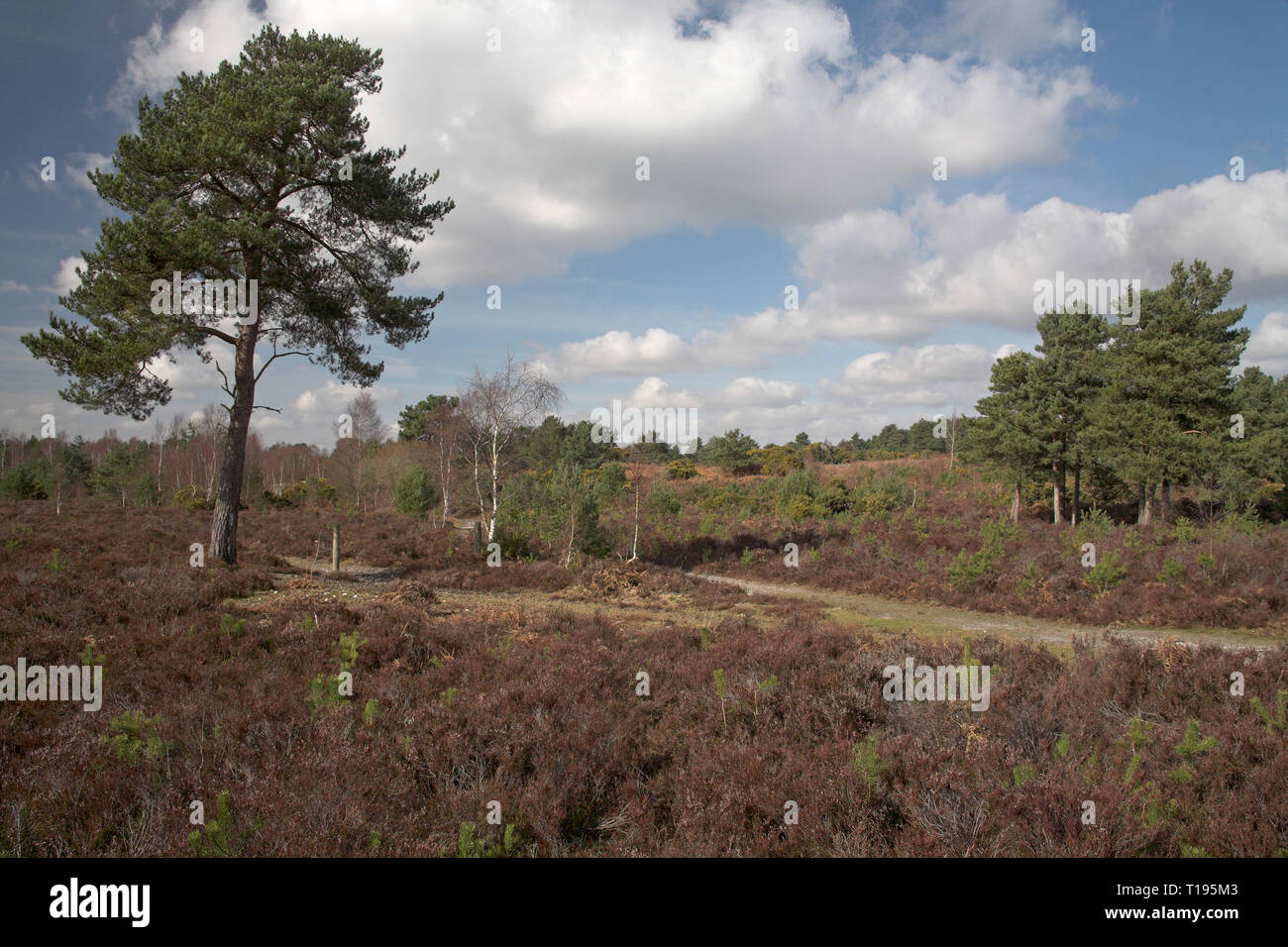 Lowland heath South Park Avon Heath Country Park Dorset County Council ...