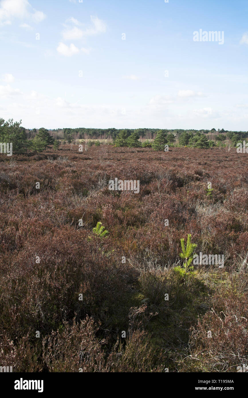 Lowland heath South Park Avon Heath Country Park Dorset County Council ...
