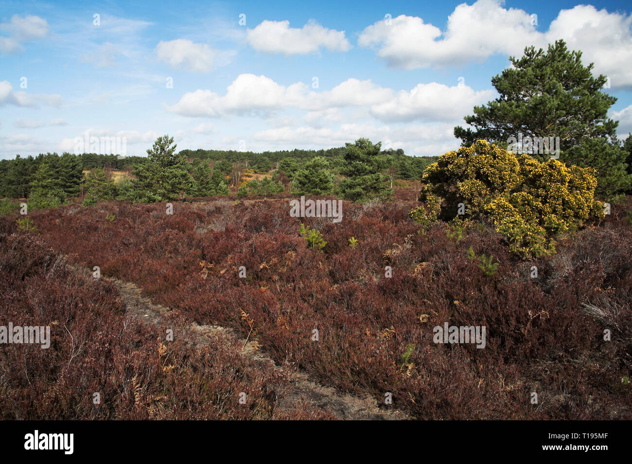 Lowland heath South Park Avon Heath Country Park Dorset County Council ...