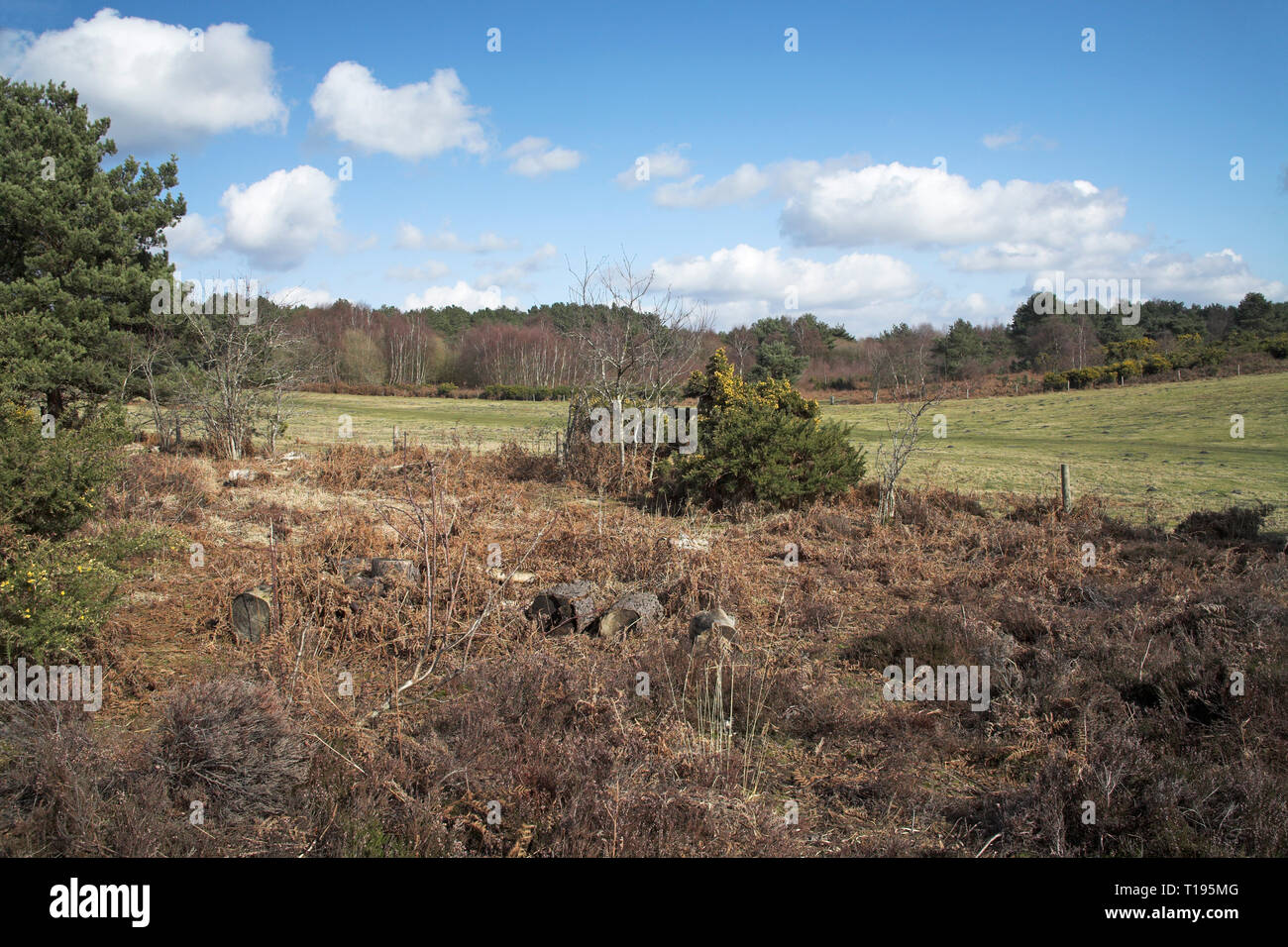 Lowland heath South Park Avon Heath Country Park Dorset County Council ...