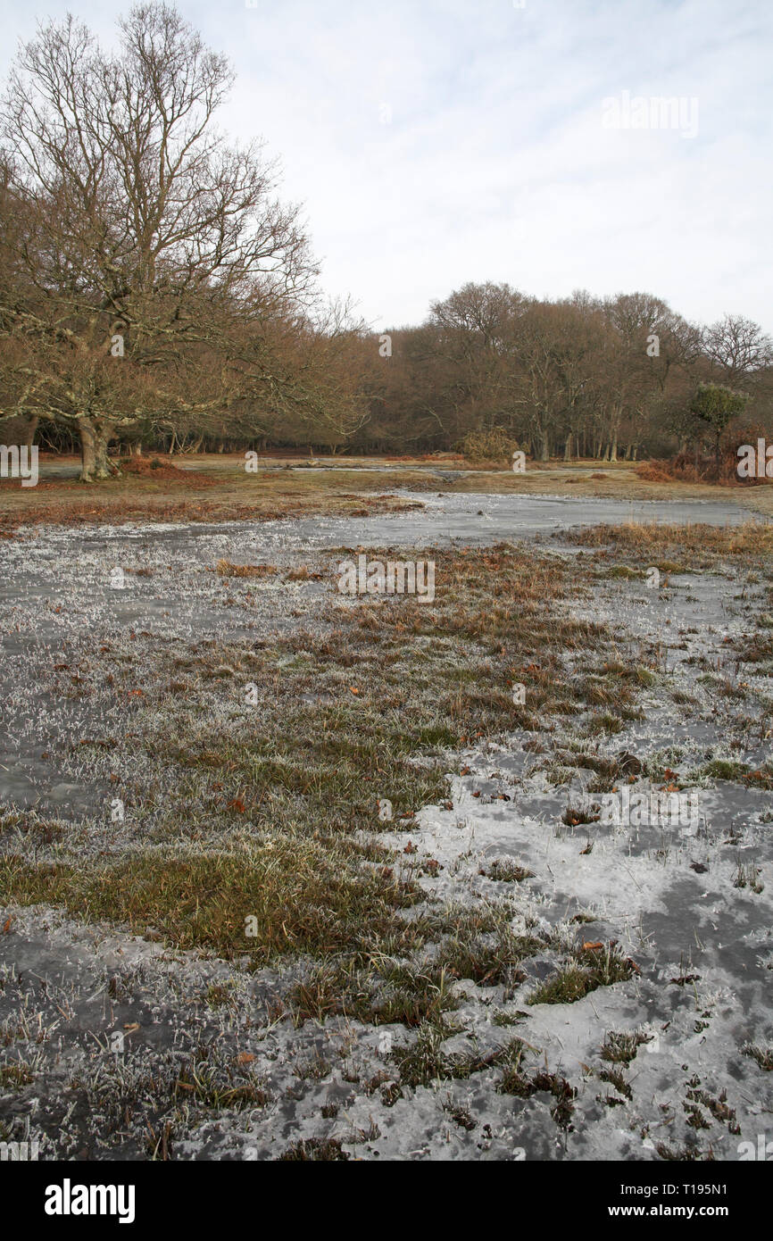 Frost in Greenford Bottom New Forest National Park Hampshire England ...