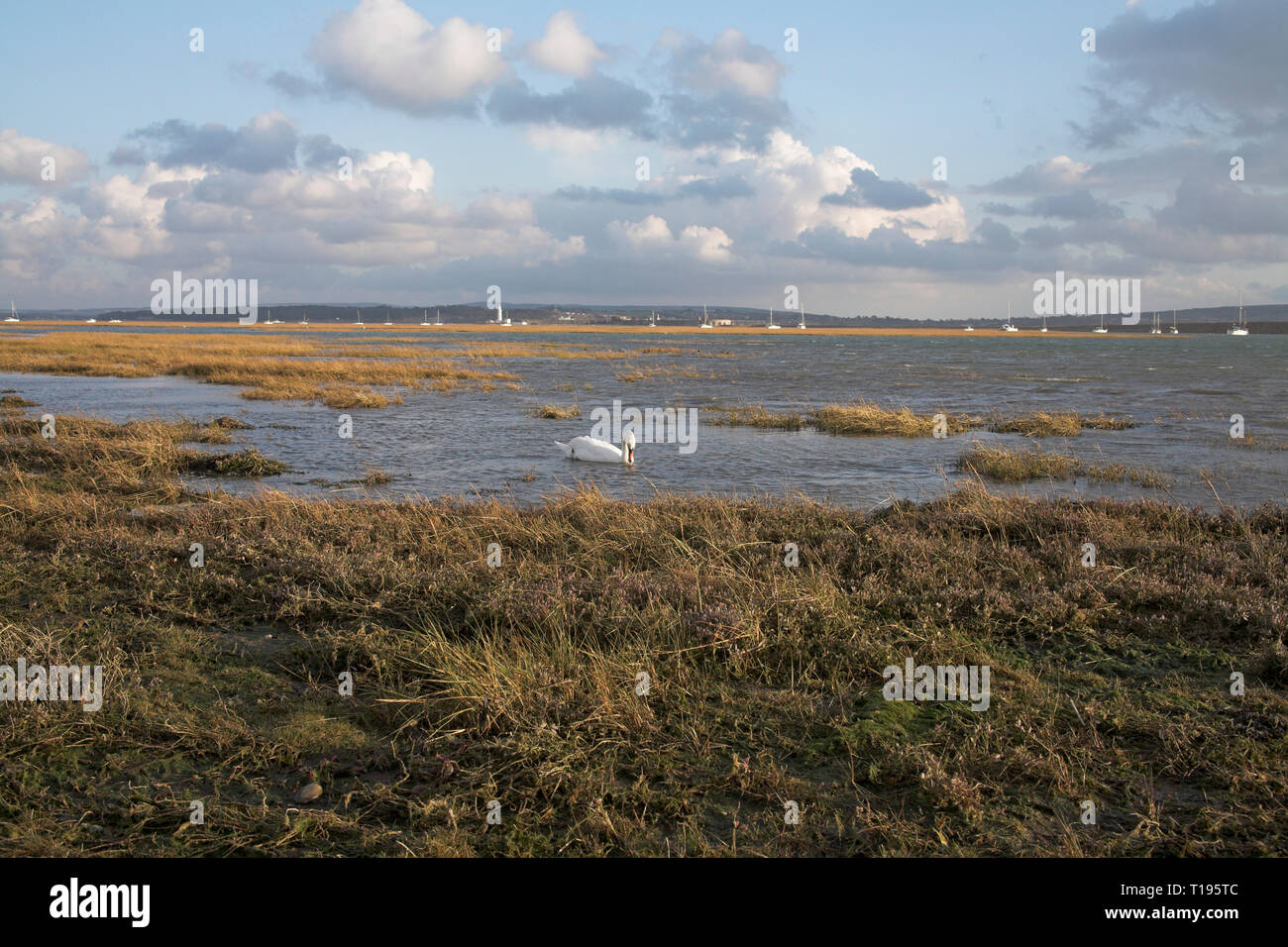 Keyhaven Marshes nature reserve in winter with the Isle of Wight beyond ...