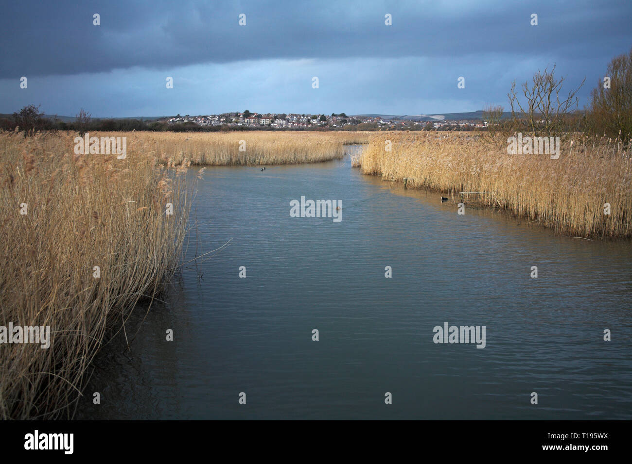 Marsh lake and reed bed Radipole Lake nature reserve Weymouth Dorset ...
