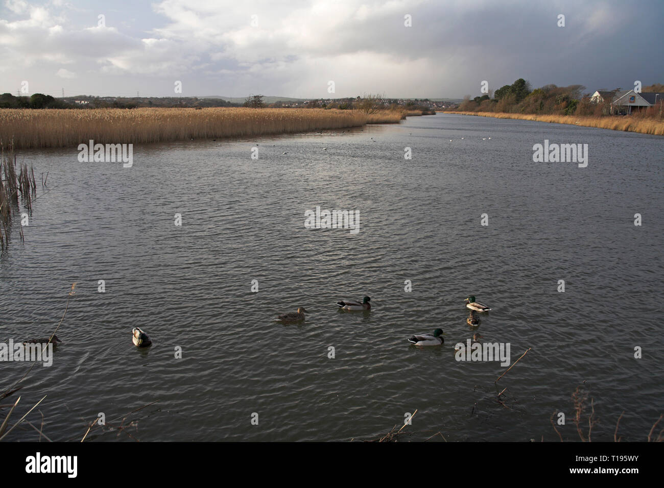 Marsh lake and reed bed Radipole Lake nature reserve Weymouth Dorset ...