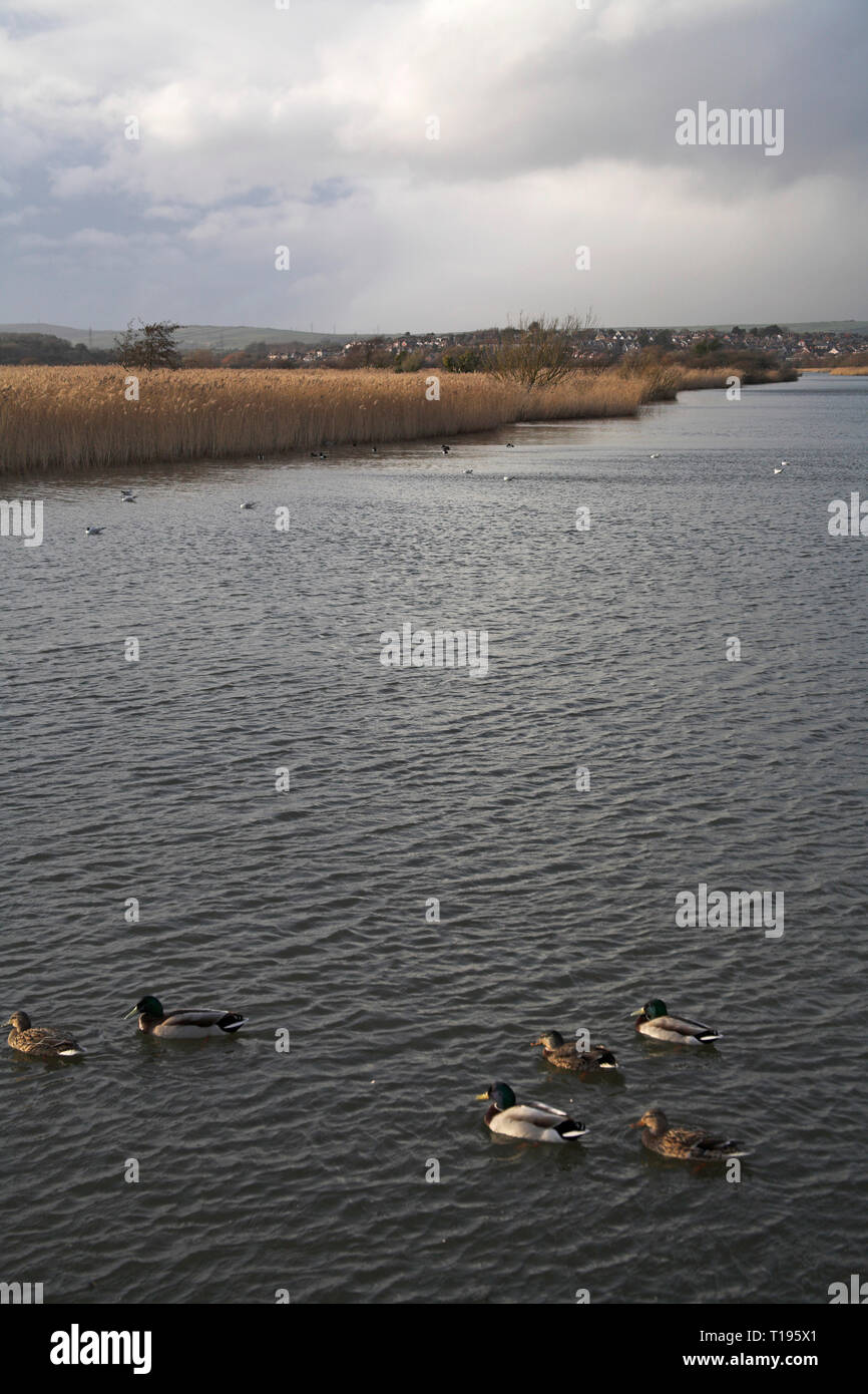 Marsh lake and reed bed Radipole Lake nature reserve Weymouth Dorset ...