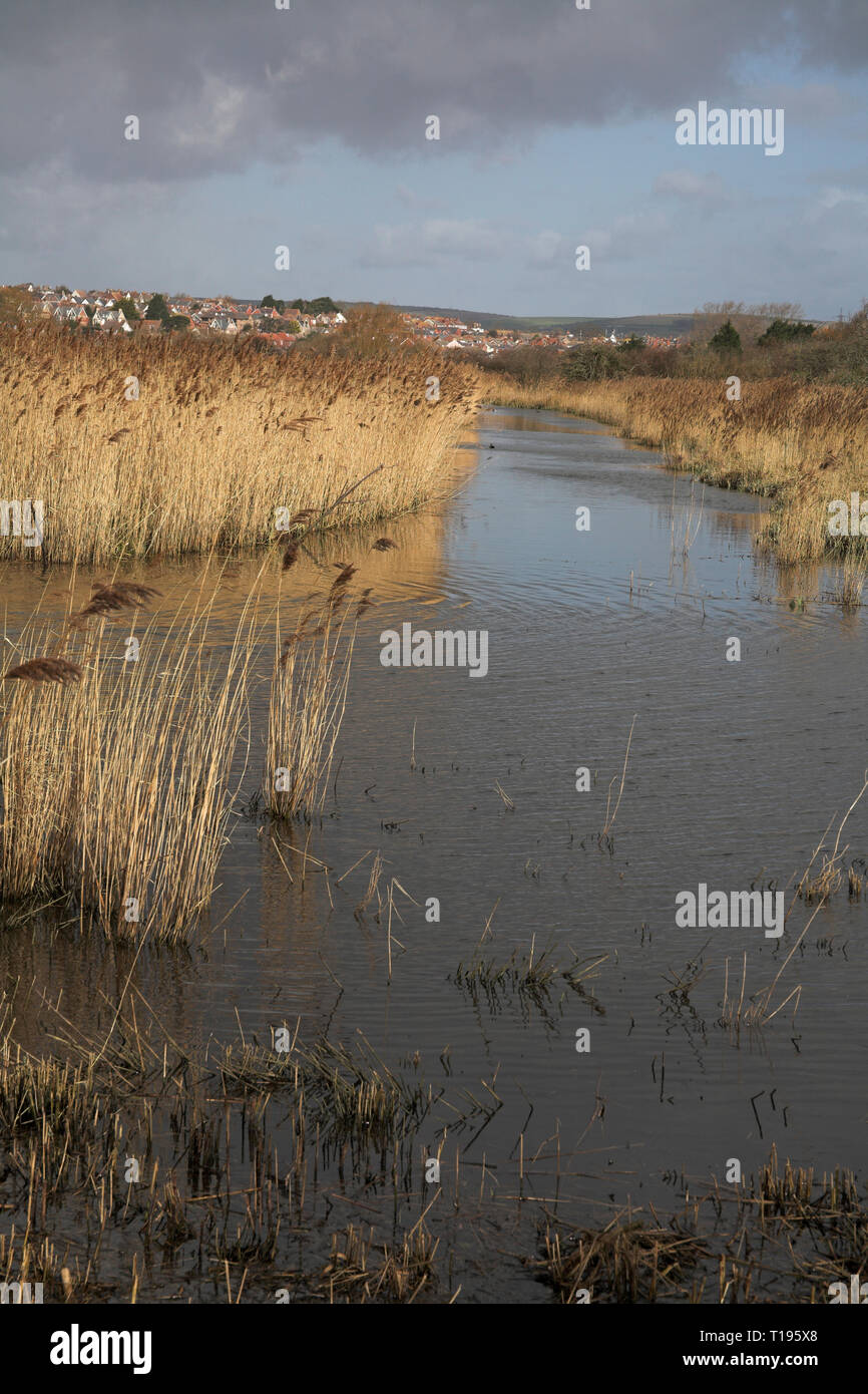 Marsh lake and reed bed Radipole Lake nature reserve Weymouth Dorset ...