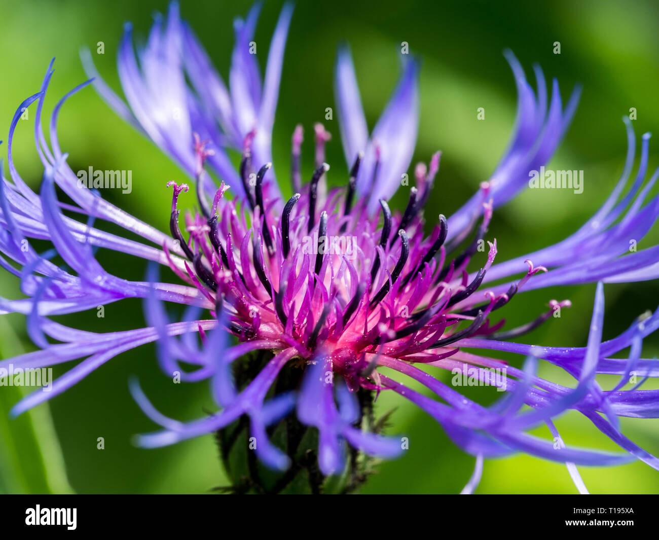 Blossom of violet cornflower hi-res stock photography and images - Alamy