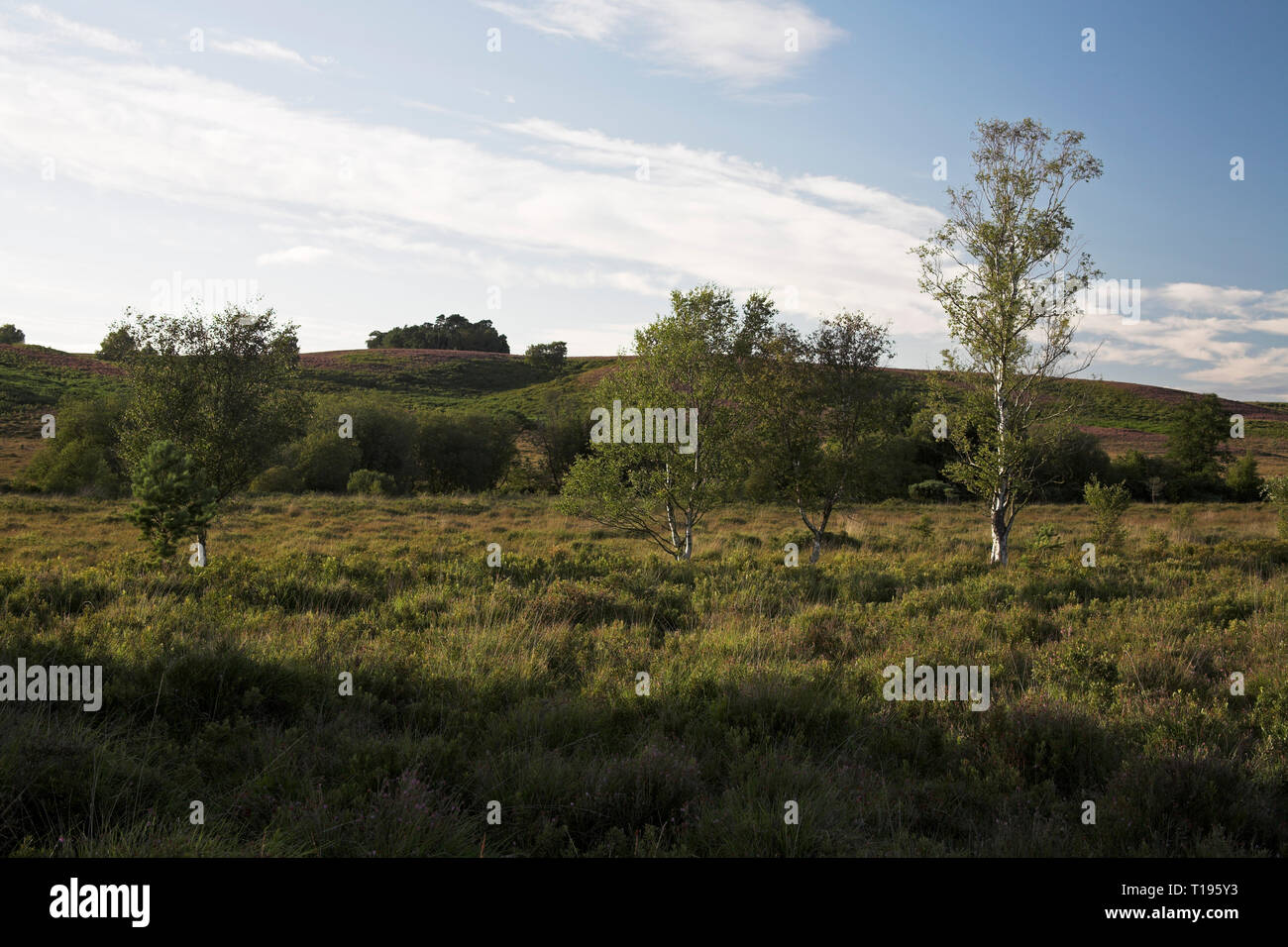 Digden Bottom with Ibsley Common and Whitefield Plantation beyond New ...