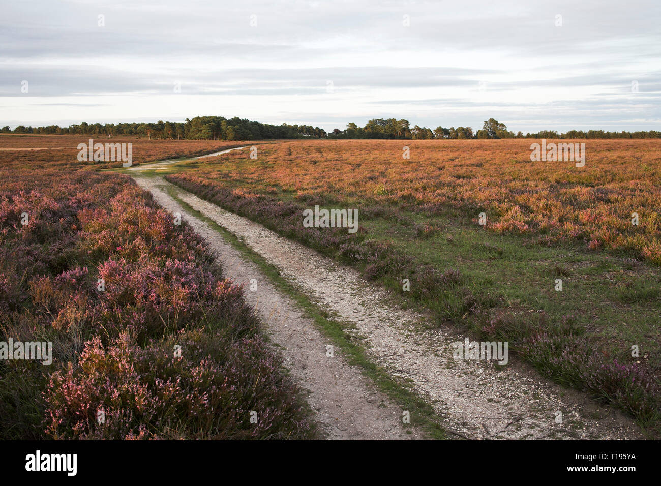 Shatterford Bottom New Forest National Park Hampshire England Stock ...
