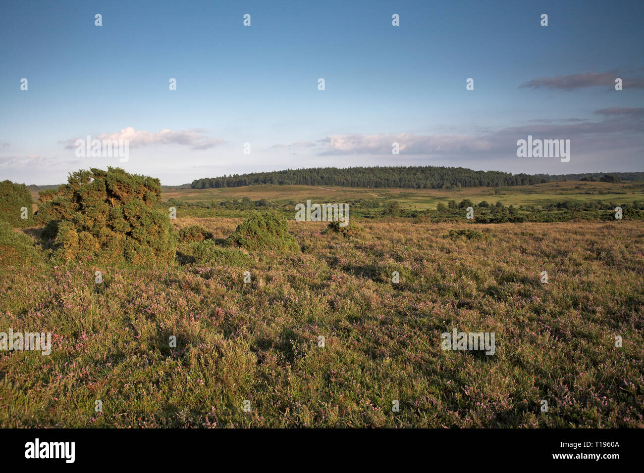 Hampton ridge new forest hampshire hi-res stock photography and images ...