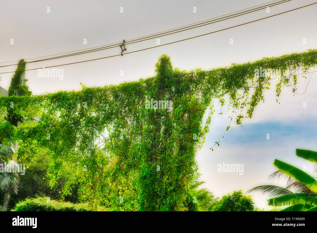 This unique picture shows the plants growing wild on the power lines in ...