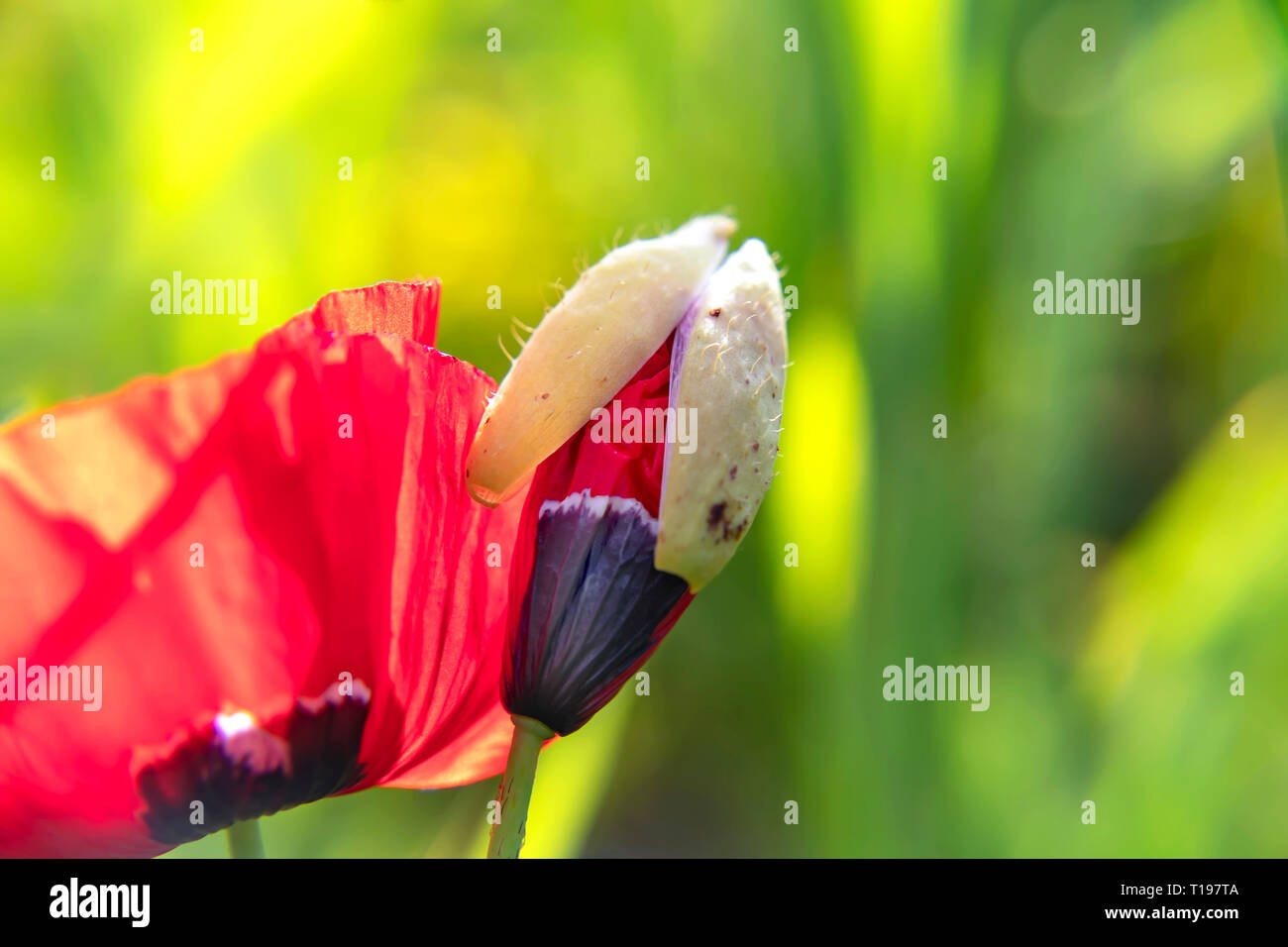 Opening poppy flower bud close up on blurred green Stock Photo - Alamy