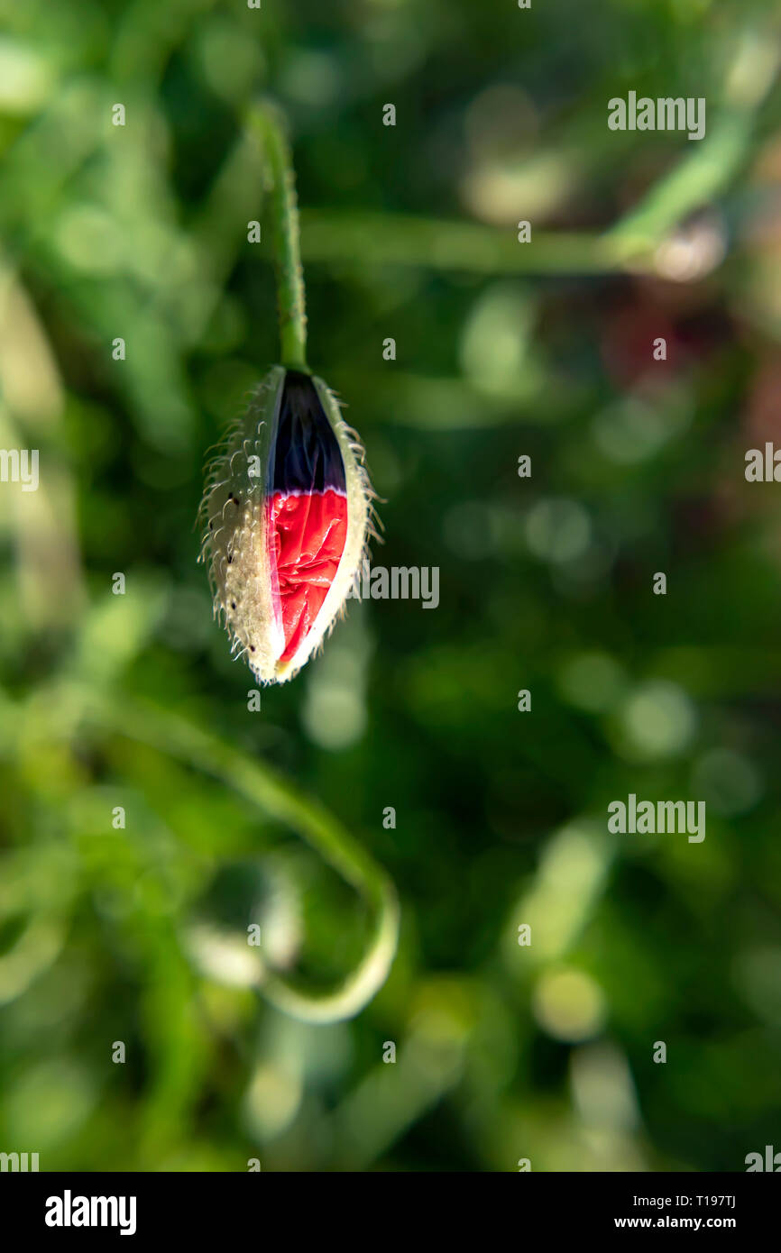 Opening poppy flower bud close up on blurred green background Stock ...
